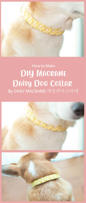 5 DIY Macrame Dog Collar Free Tutorial Ideas - Carolinamontoni.com
